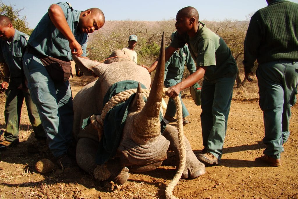 Rhino Ear notching - Hluhluwe Game Reserve