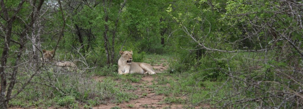 Hluhluwe Umfolozi Game Reserve, South Africa - Game Reserve Hluhluwe ...