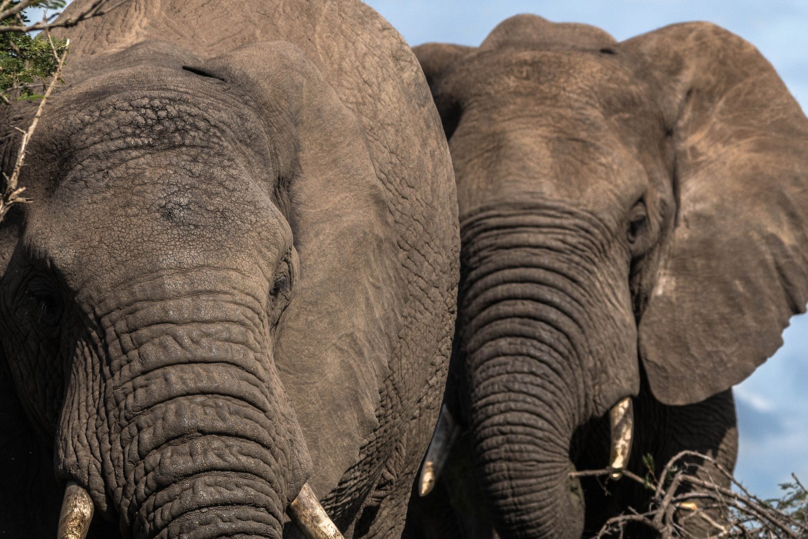 Hluhluwe Umfolozi Game Reserve Information