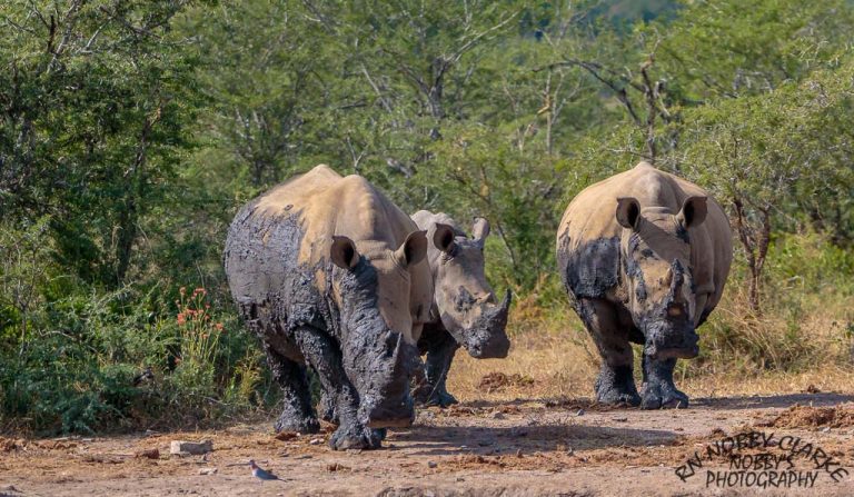 Mpila Camp - Hluhluwe Game Reserve