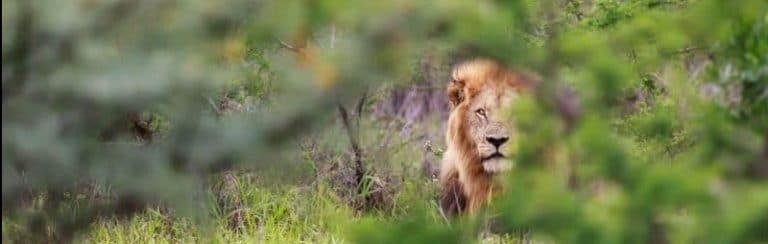 Mpila Camp - Hluhluwe Game Reserve